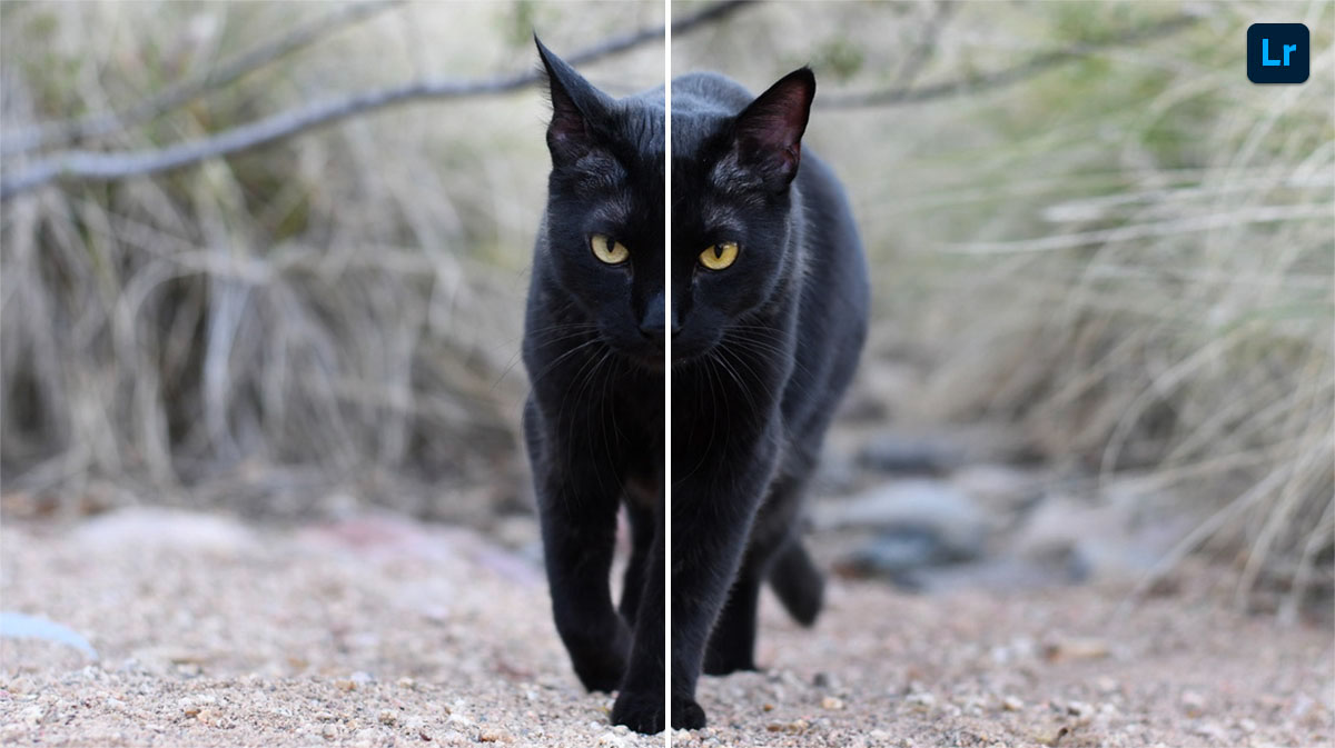 The Cat | Edit | Photoshop Lightroom