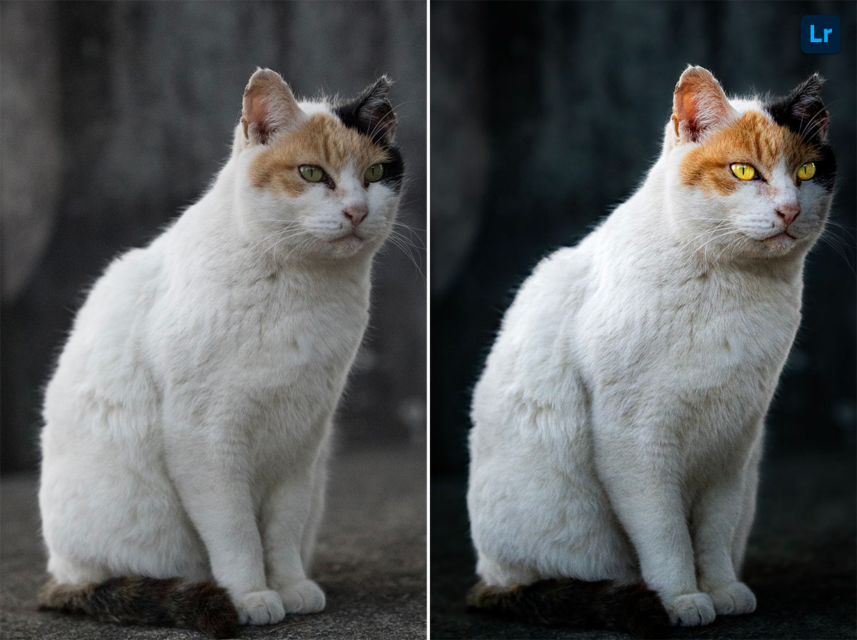 Cat | Edit | Photoshop Lightroom