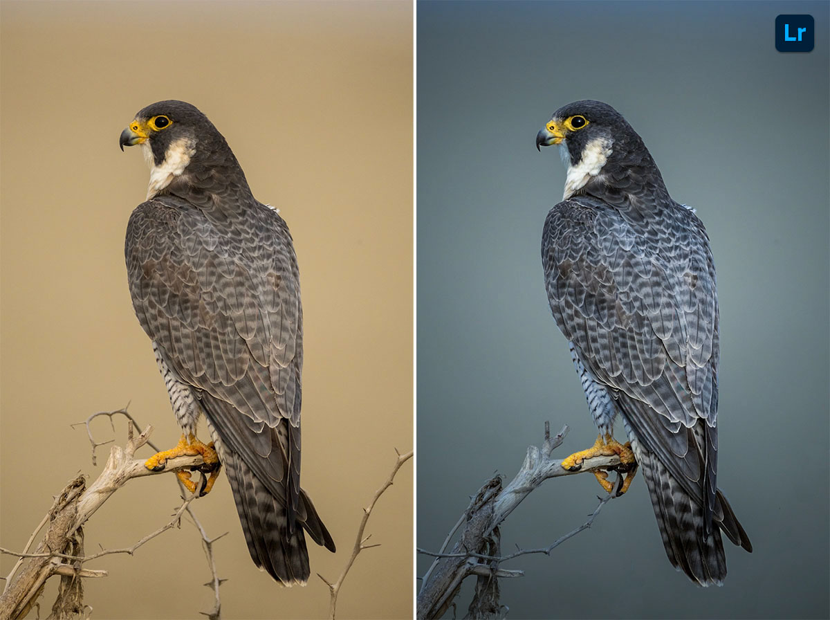 Peregrine Falcon | Remix | Photoshop Lightroom
