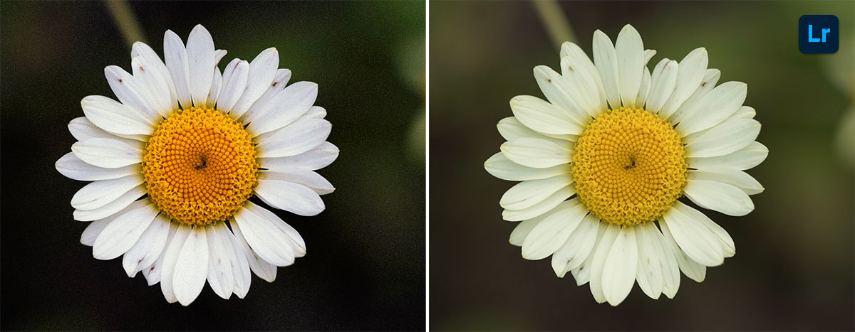 Daisy love | Remix | Photoshop Lightroom