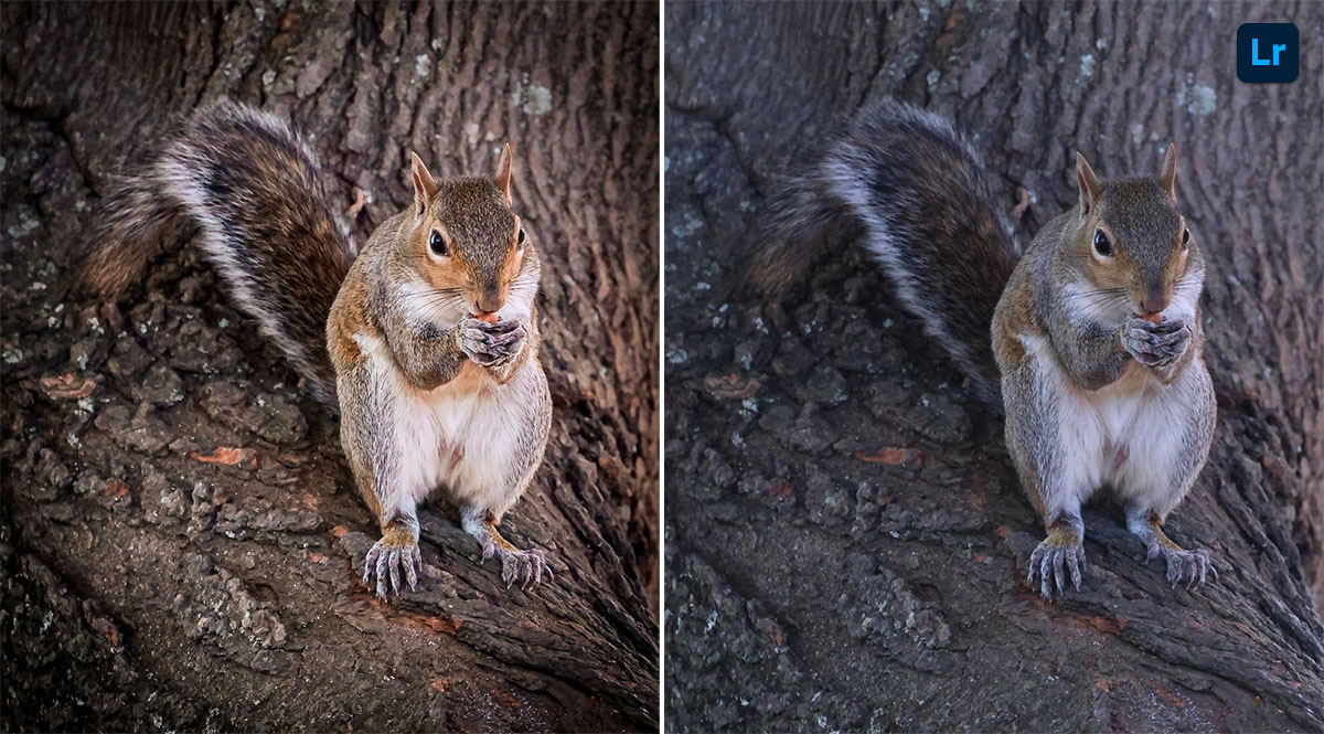 Squirrel | Edit | Photoshop Lightroom