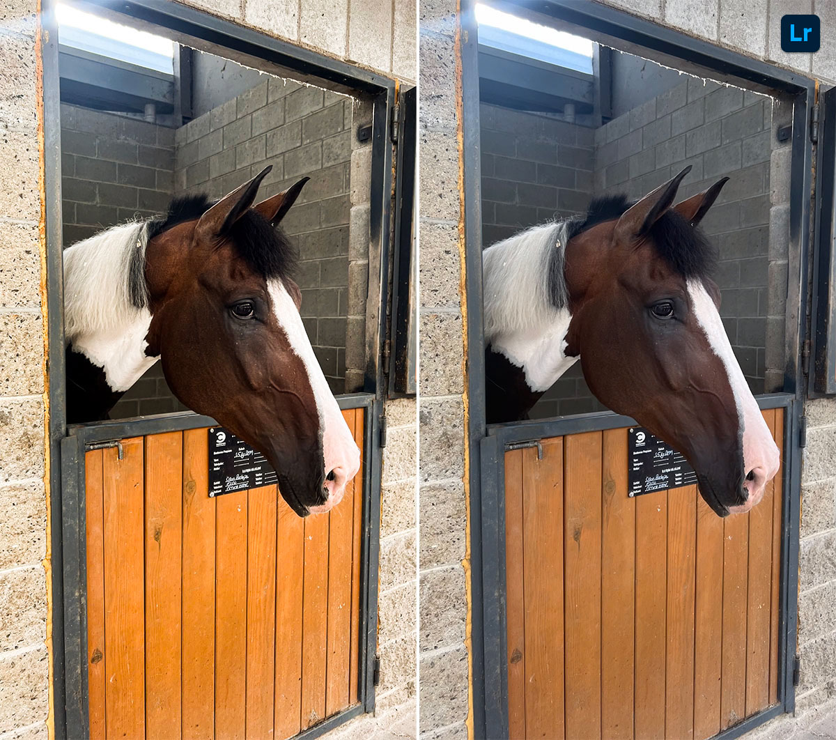Horse Love | Edit | Photoshop Lightroom