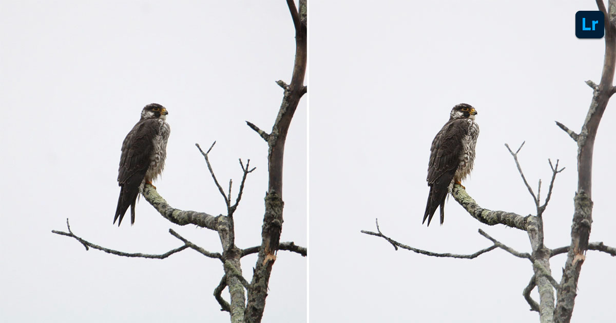 PEREGRINE FALCON | Edit | Photoshop Lightroom