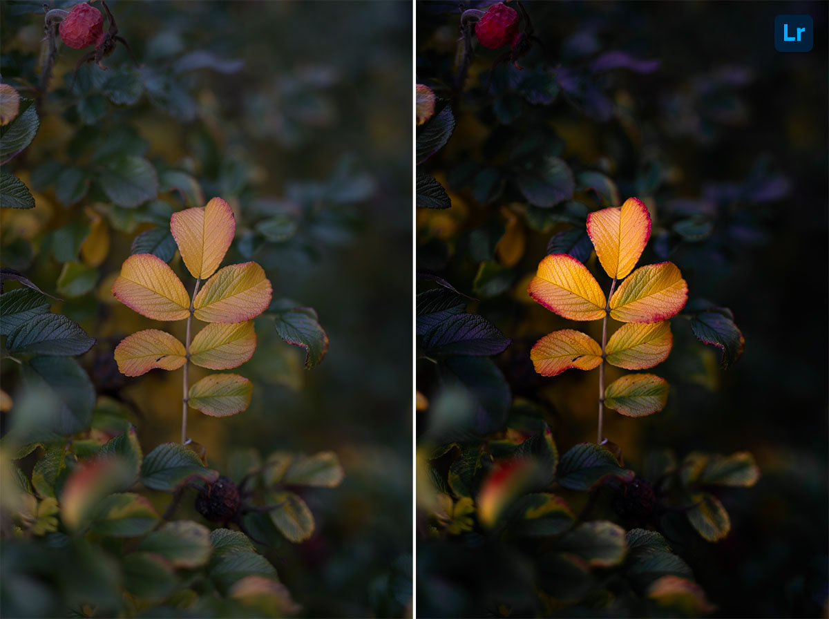 A pop of colors | Remix | Photoshop Lightroom