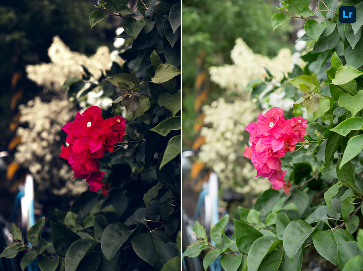 heart on the leaf | Edit | Photoshop Lightroom