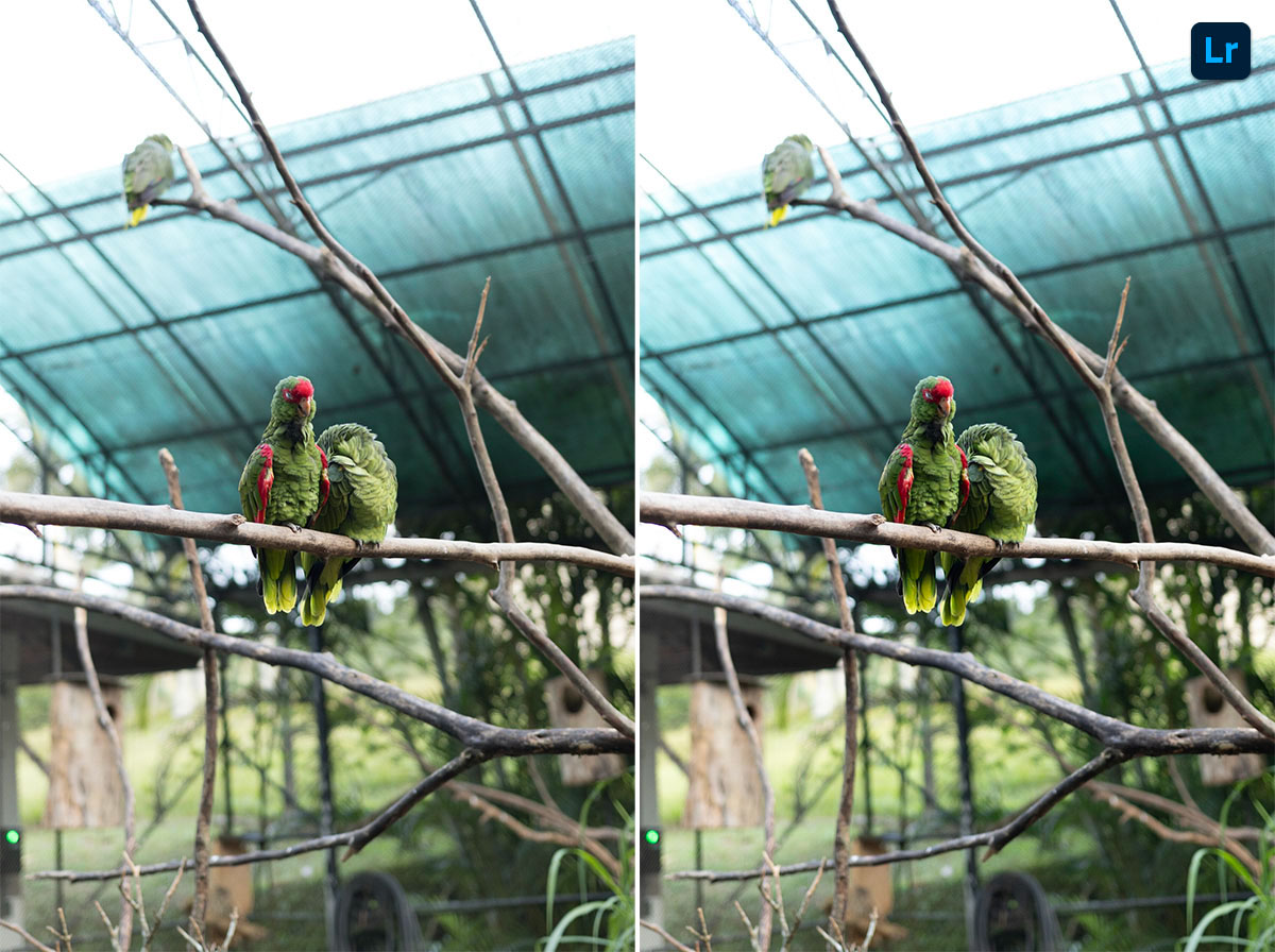 Birds | Remix | Photoshop Lightroom