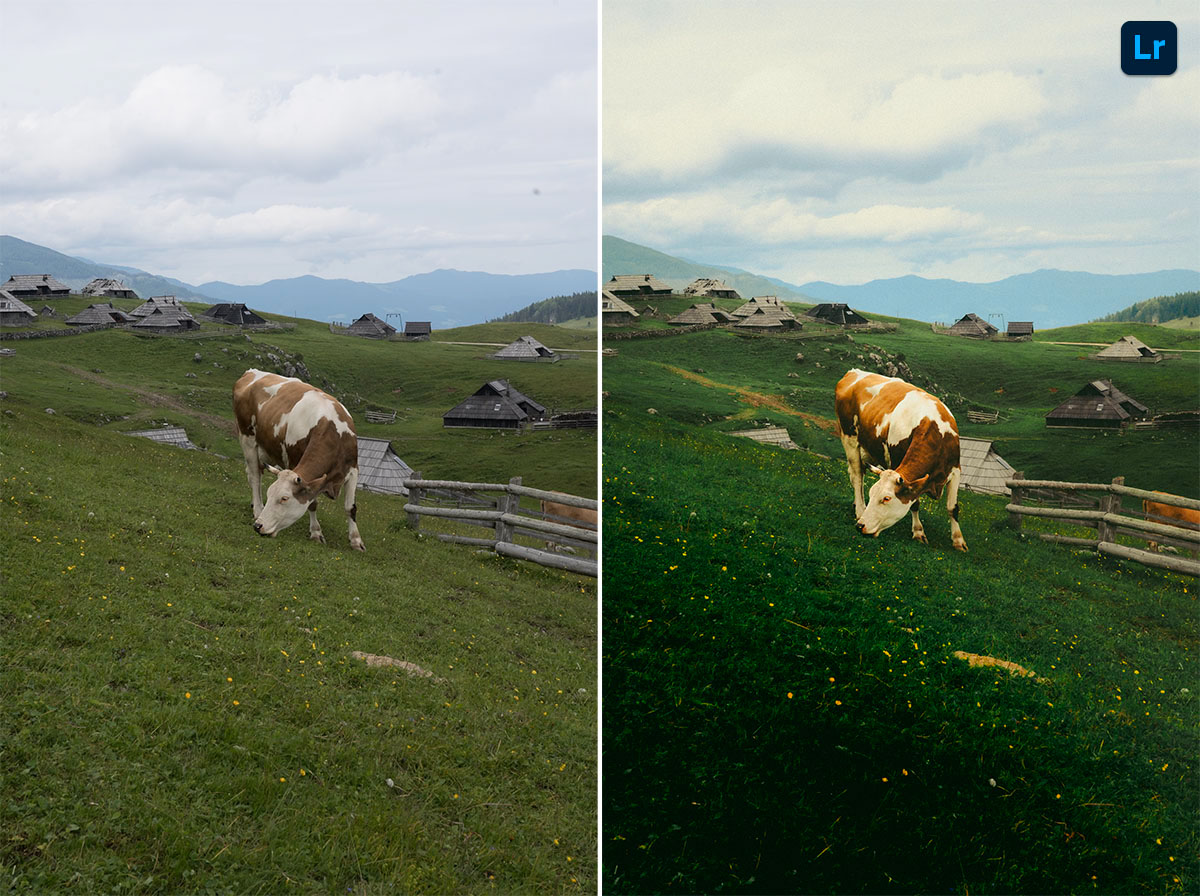 Cow | Edit | Photoshop Lightroom