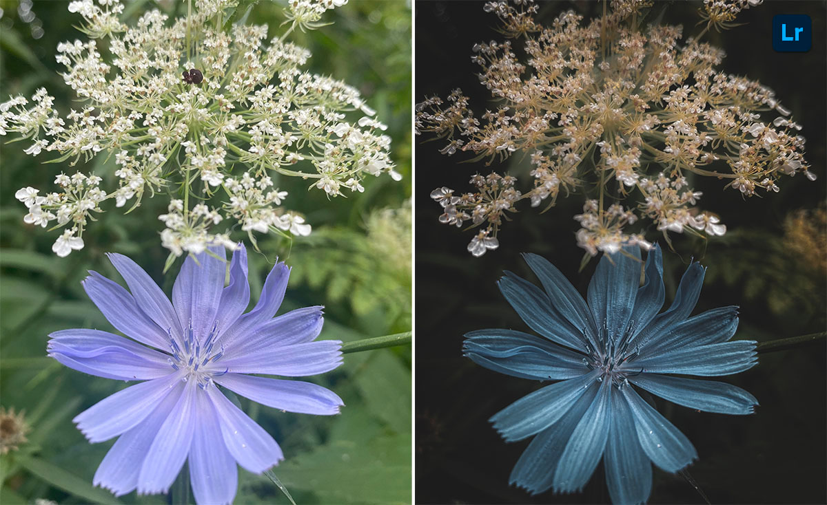 Belle | Edit | Photoshop Lightroom