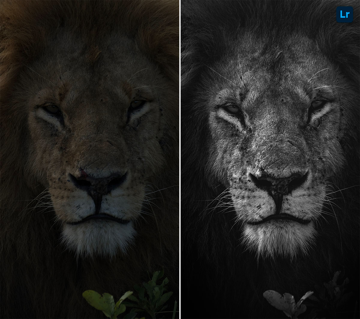 Lion Portrait | Edit | Photoshop Lightroom