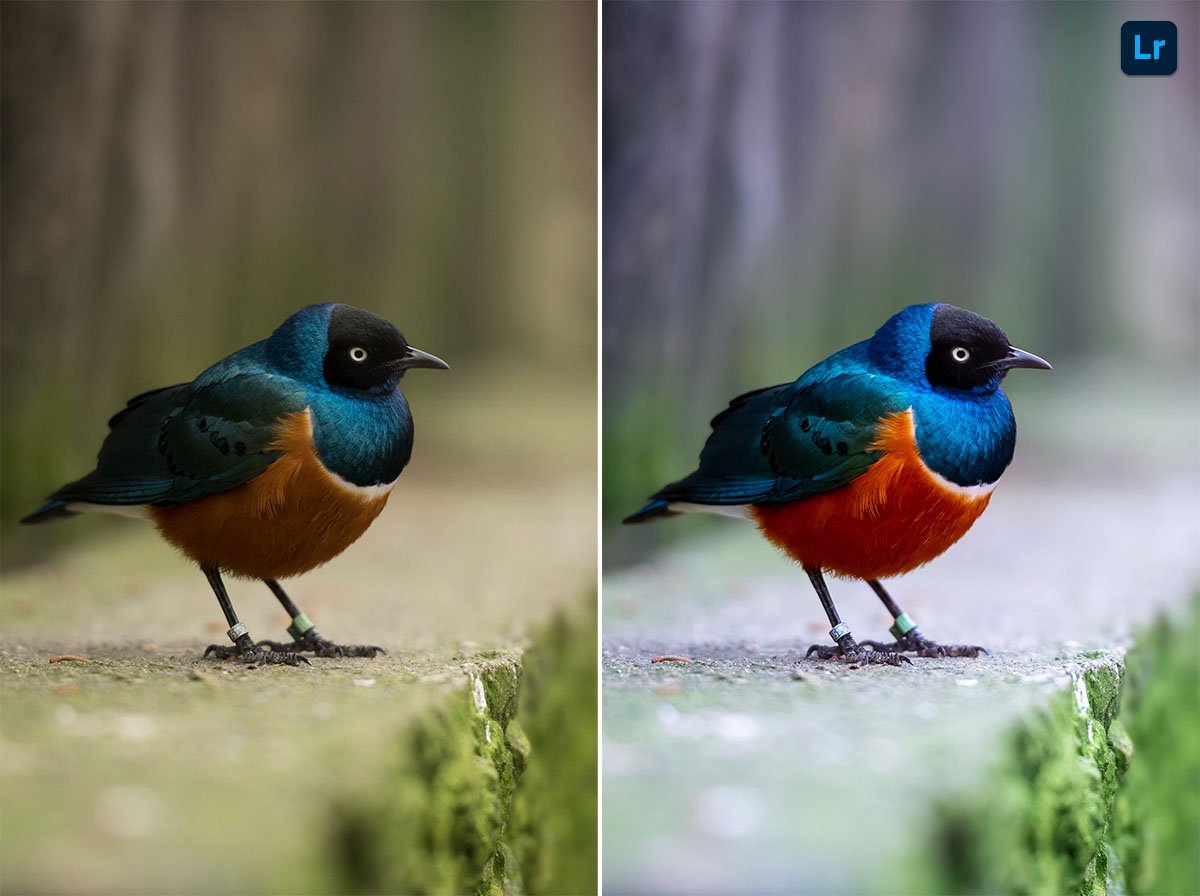 Pretty bird | Edit | Photoshop Lightroom