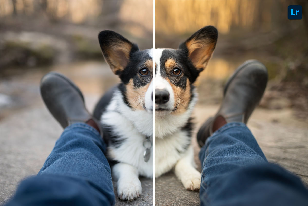 Best Buddy | Edit | Photoshop Lightroom