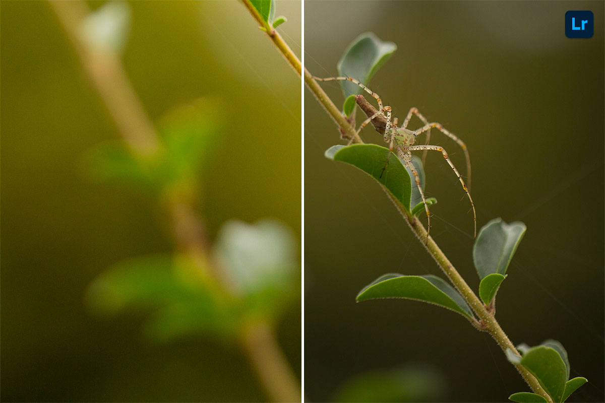 Jade Spider | Edit | Photoshop Lightroom