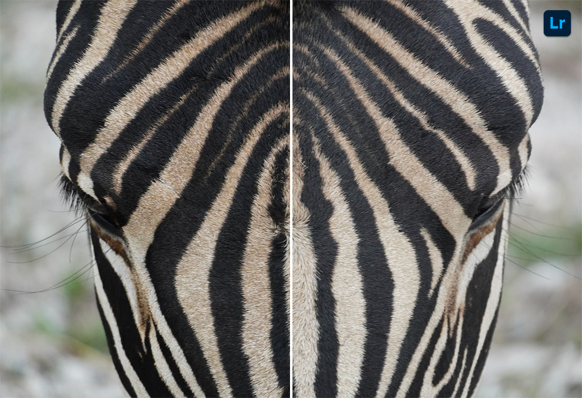 Zebra | Edit | Photoshop Lightroom