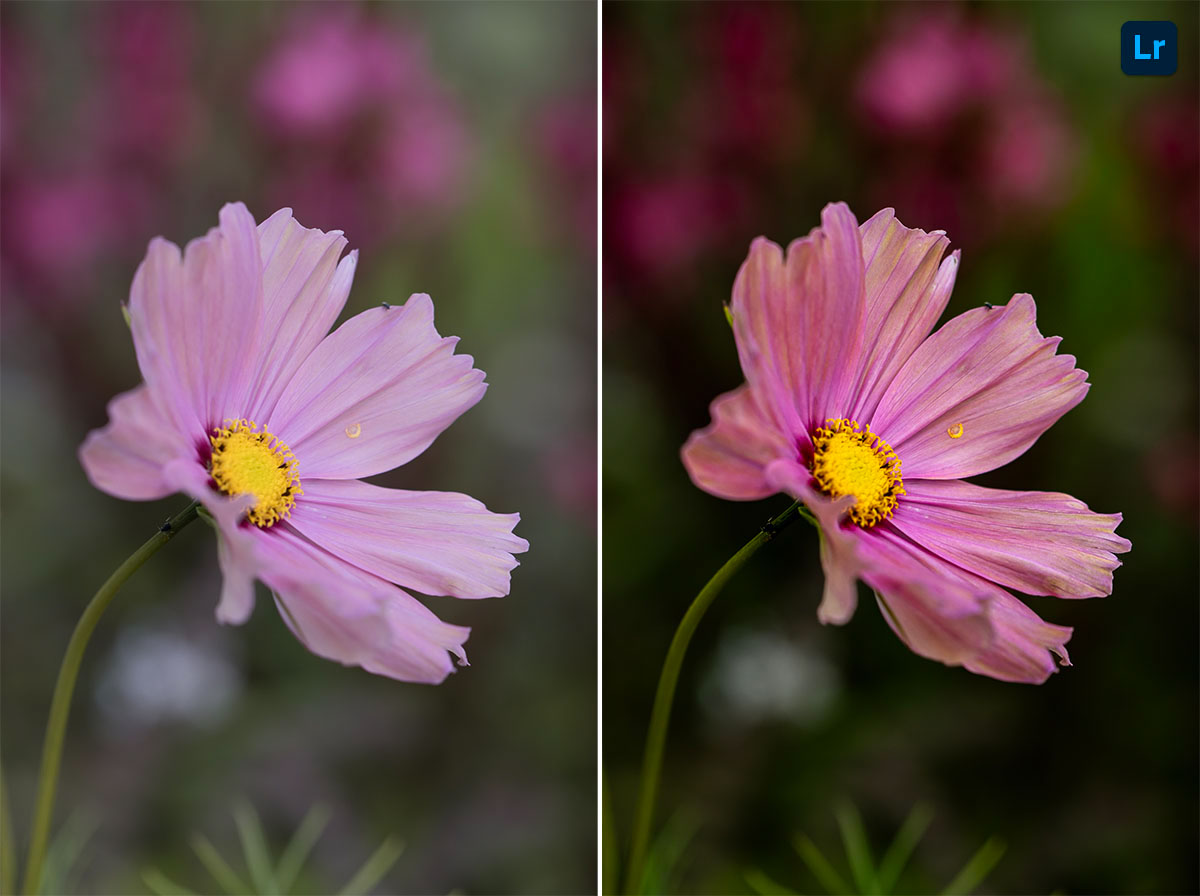 flowwer | Remix | Photoshop Lightroom