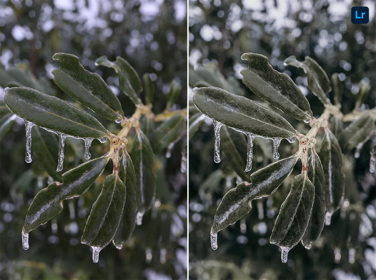 Frozen leaves | Edit | Photoshop Lightroom