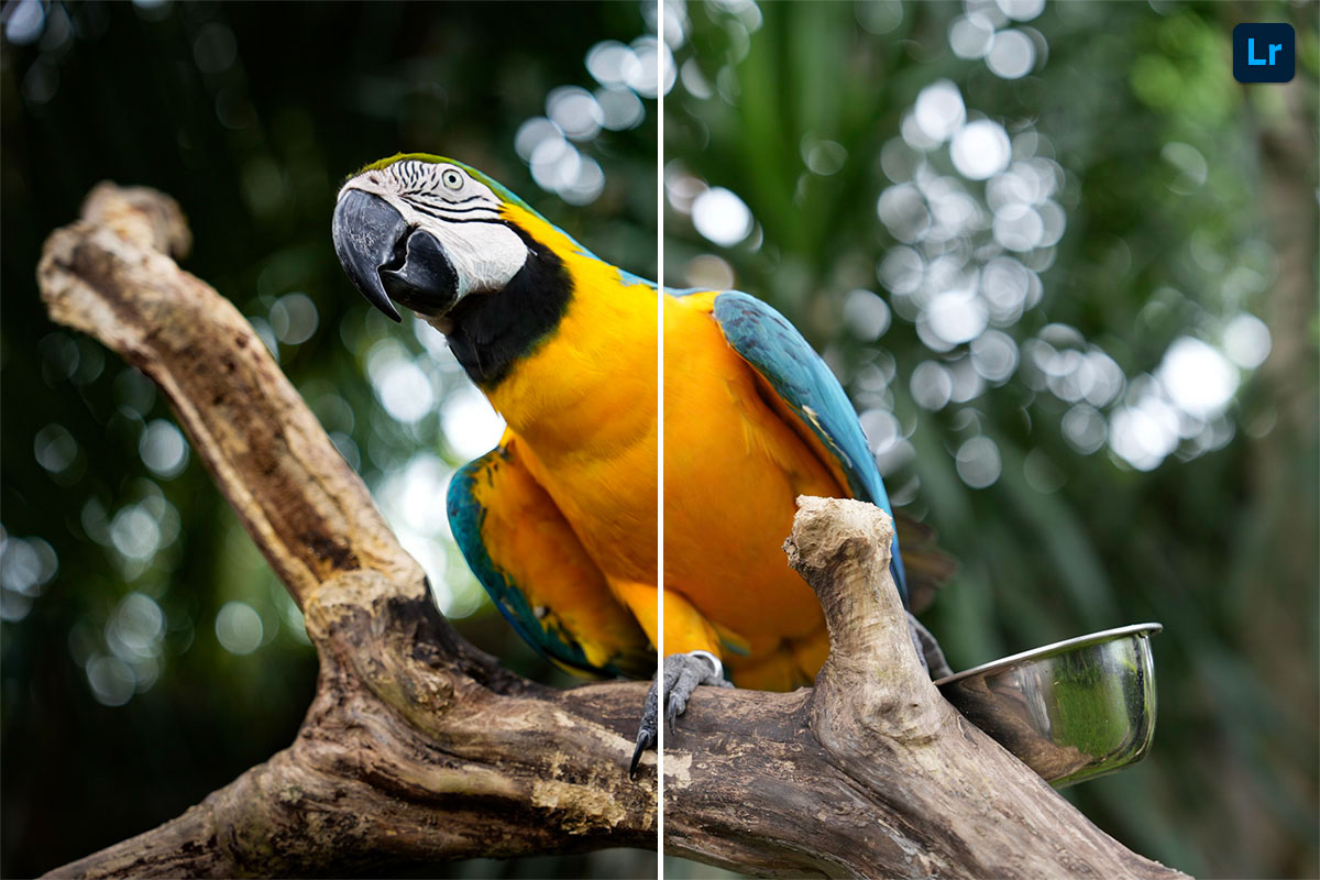 Parrot | Edit | Photoshop Lightroom