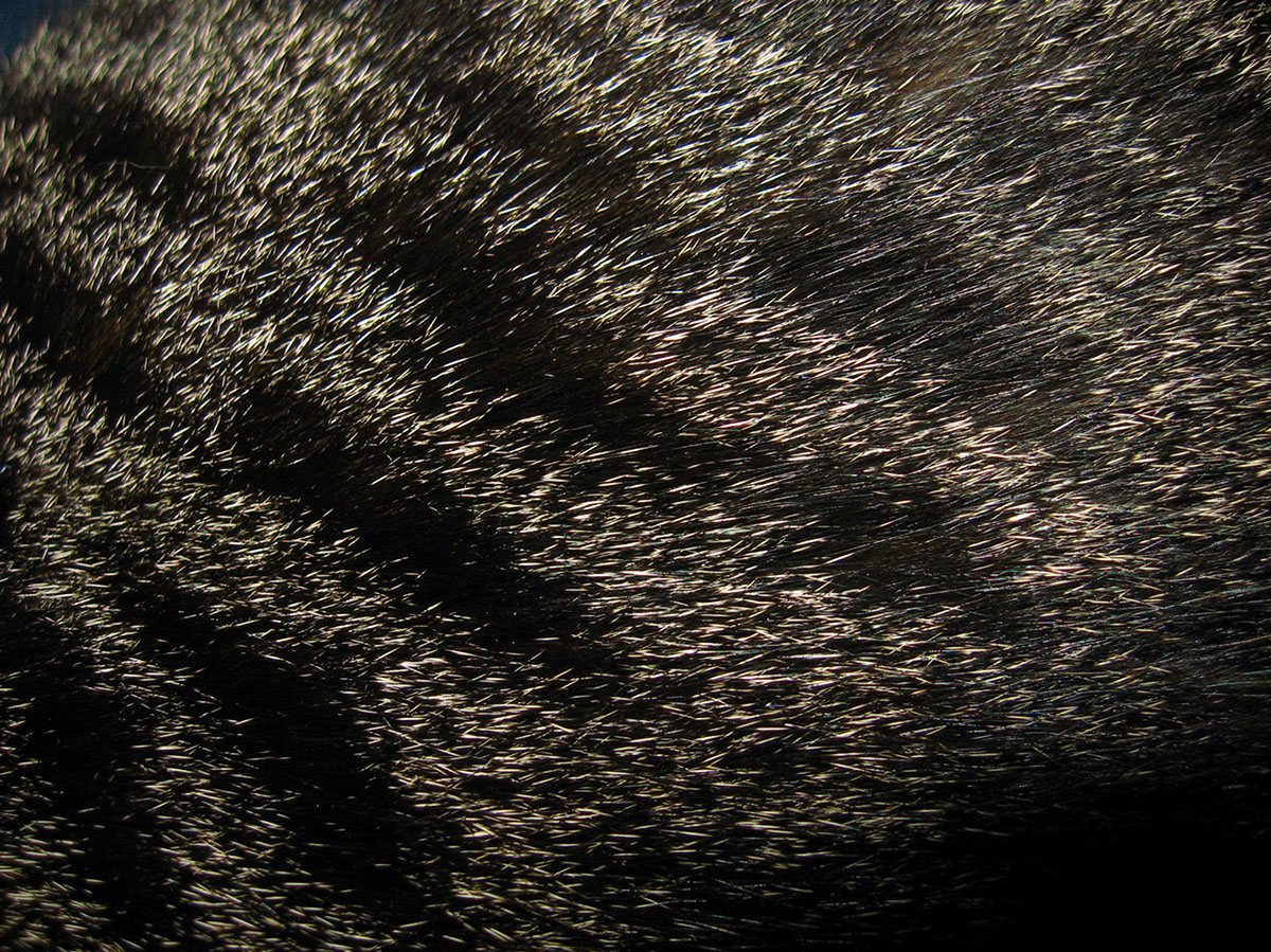 Grey Tabby Fur on Behance :: Behance