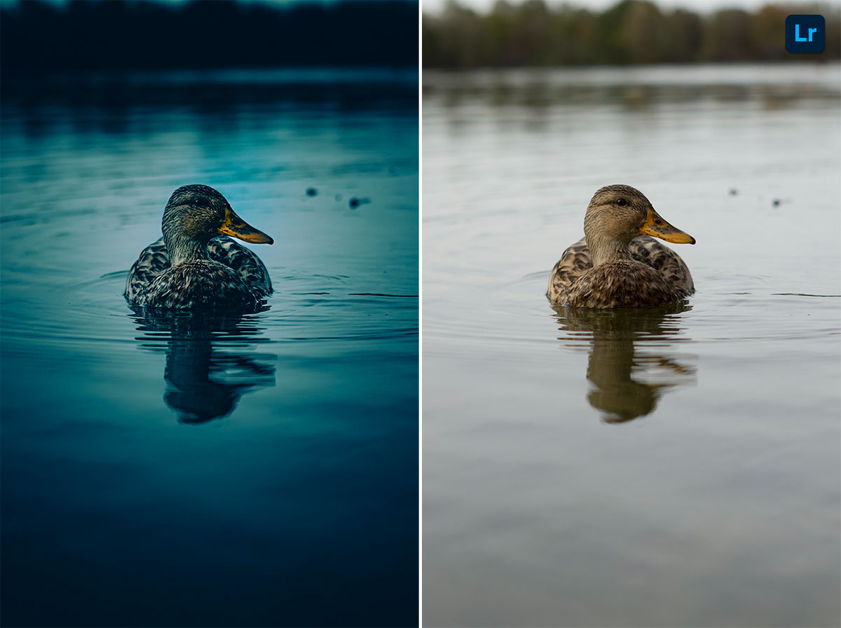 What does the duck say? | Remix | Photoshop Lightroom
