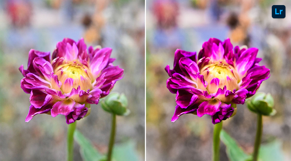 Vivid color | Edit | Photoshop Lightroom