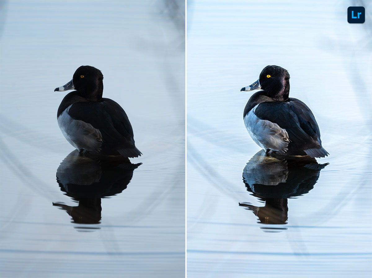 Portrait of a Duck | Edit | Photoshop Lightroom