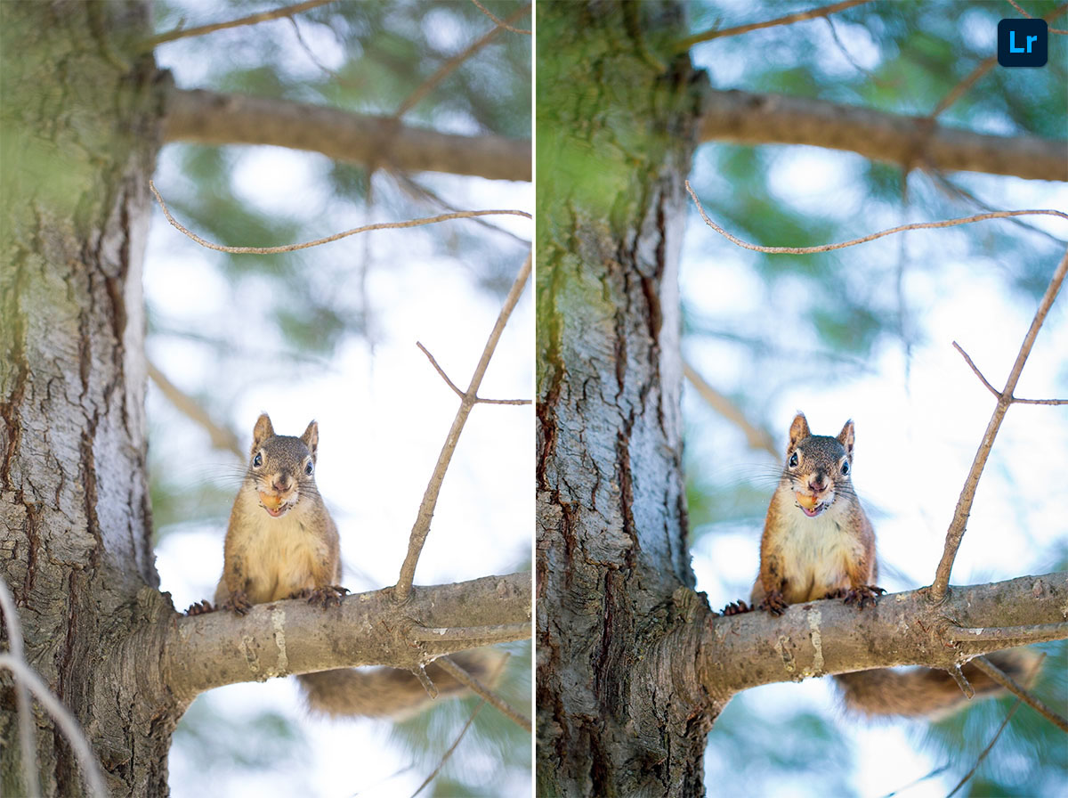 Mommy Squirrel | Edit | Photoshop Lightroom