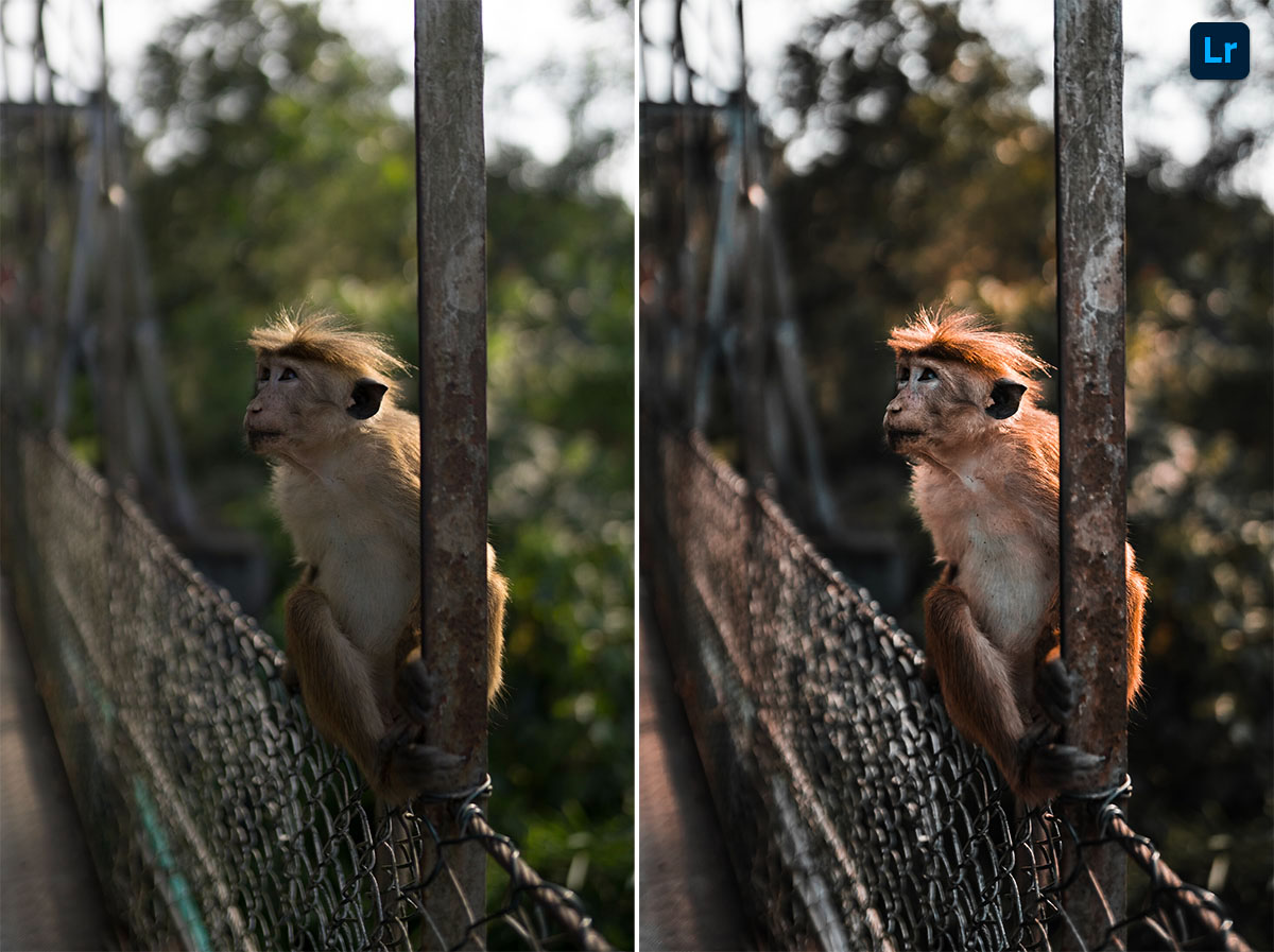Monkey | Edit | Photoshop Lightroom