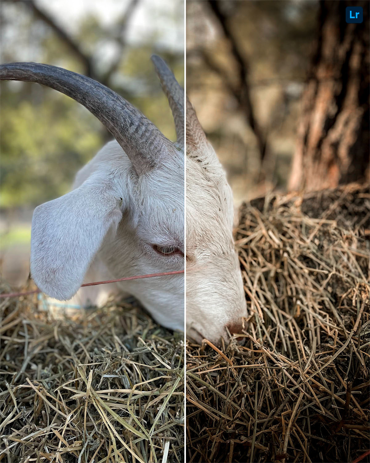 Goats! | Edit | Photoshop Lightroom