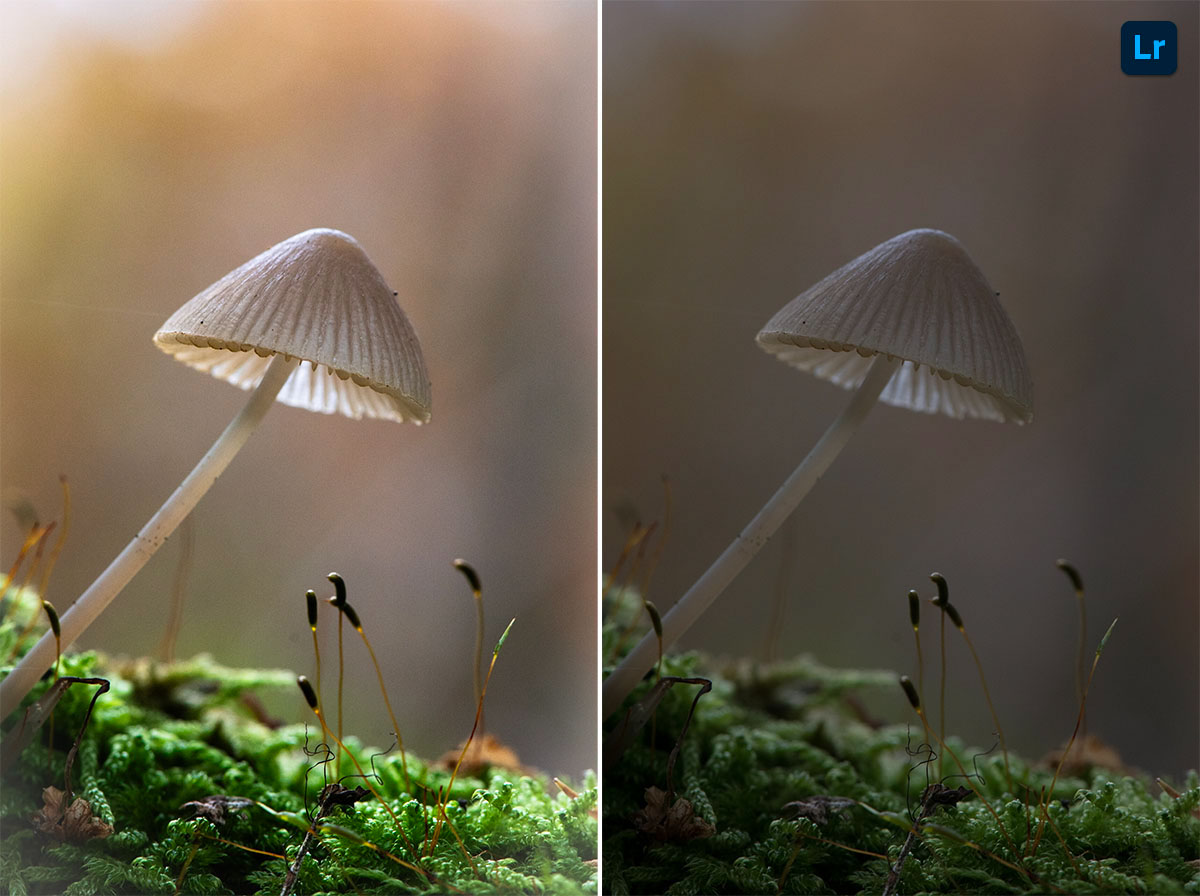 Fungus | Edit | Photoshop Lightroom