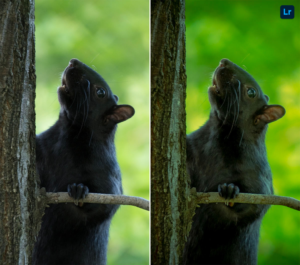 Squirrel | Edit | Photoshop Lightroom