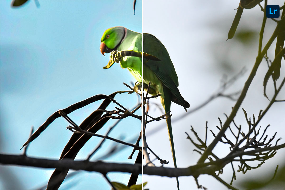 green parrot | Edit | Photoshop Lightroom