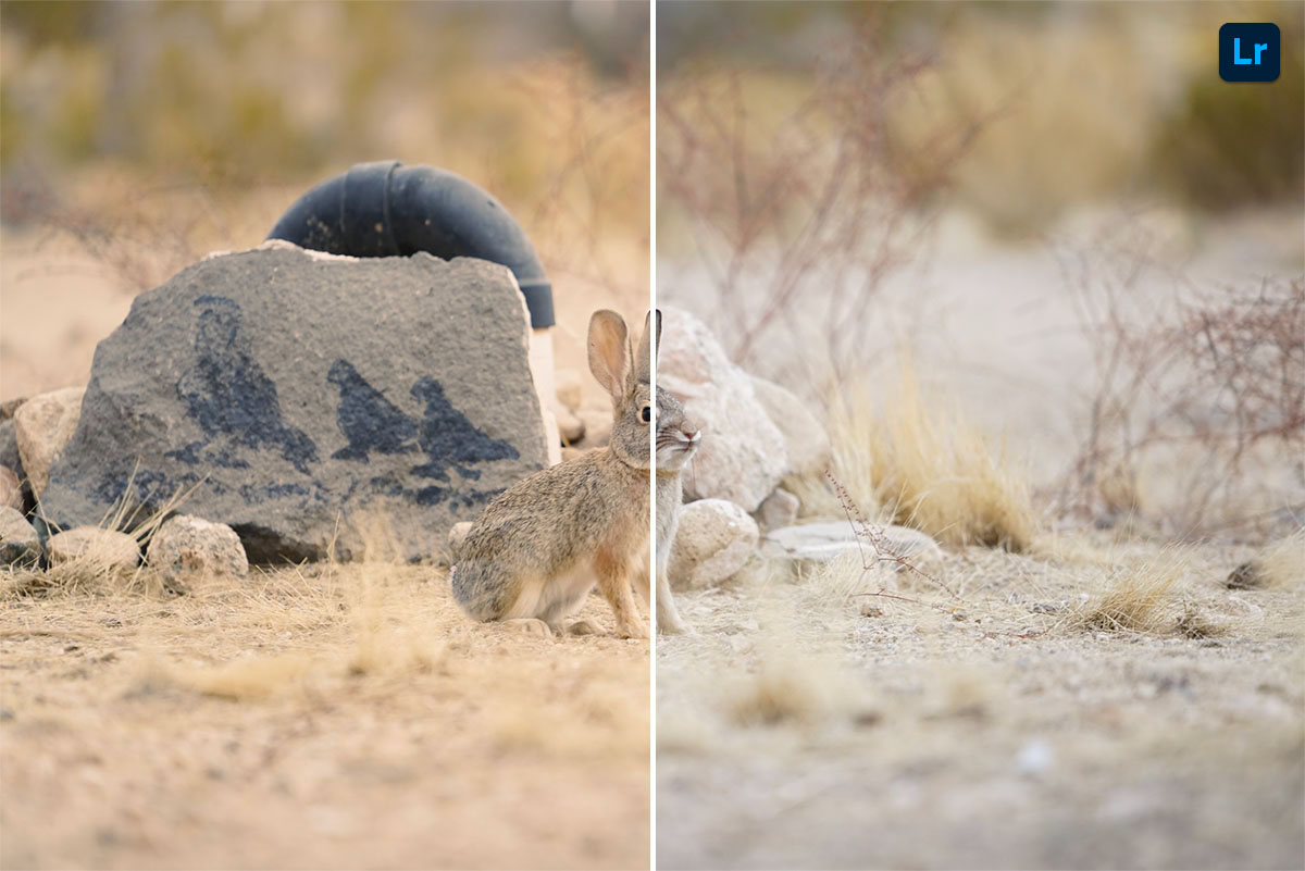 Thumper IRL | Remix | Photoshop Lightroom