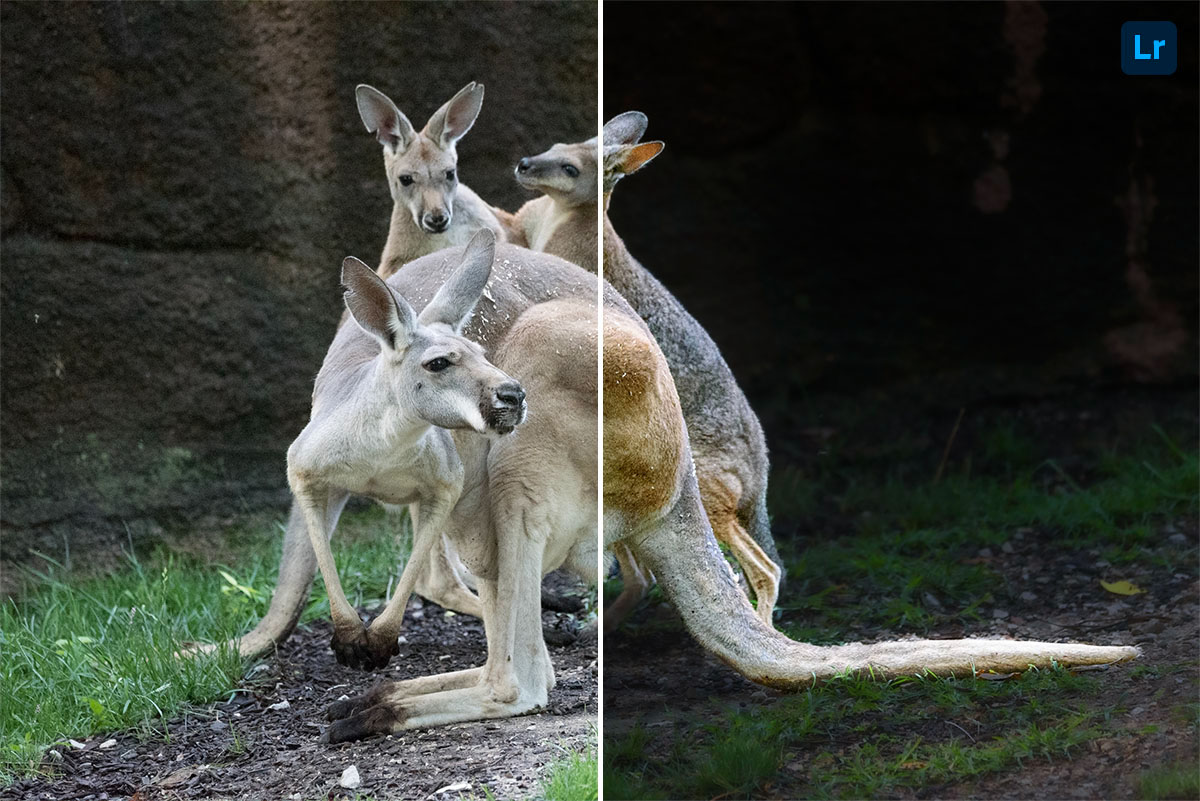 Kangaroos at St. Louis Zoo | Edit | Photoshop Lightroom