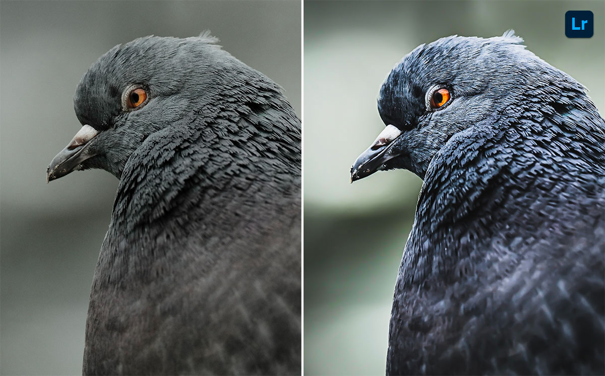 pigeon | Edit | Photoshop Lightroom