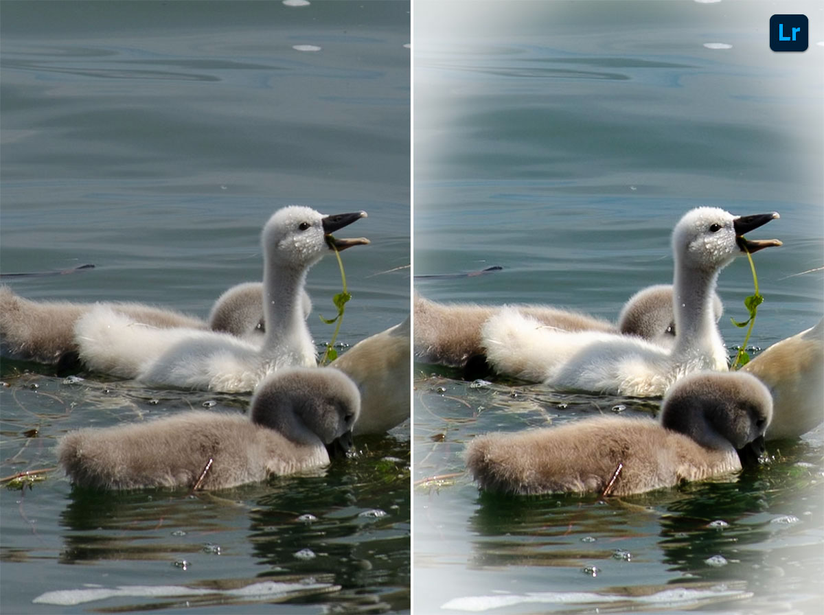 Swan | Edit | Photoshop Lightroom