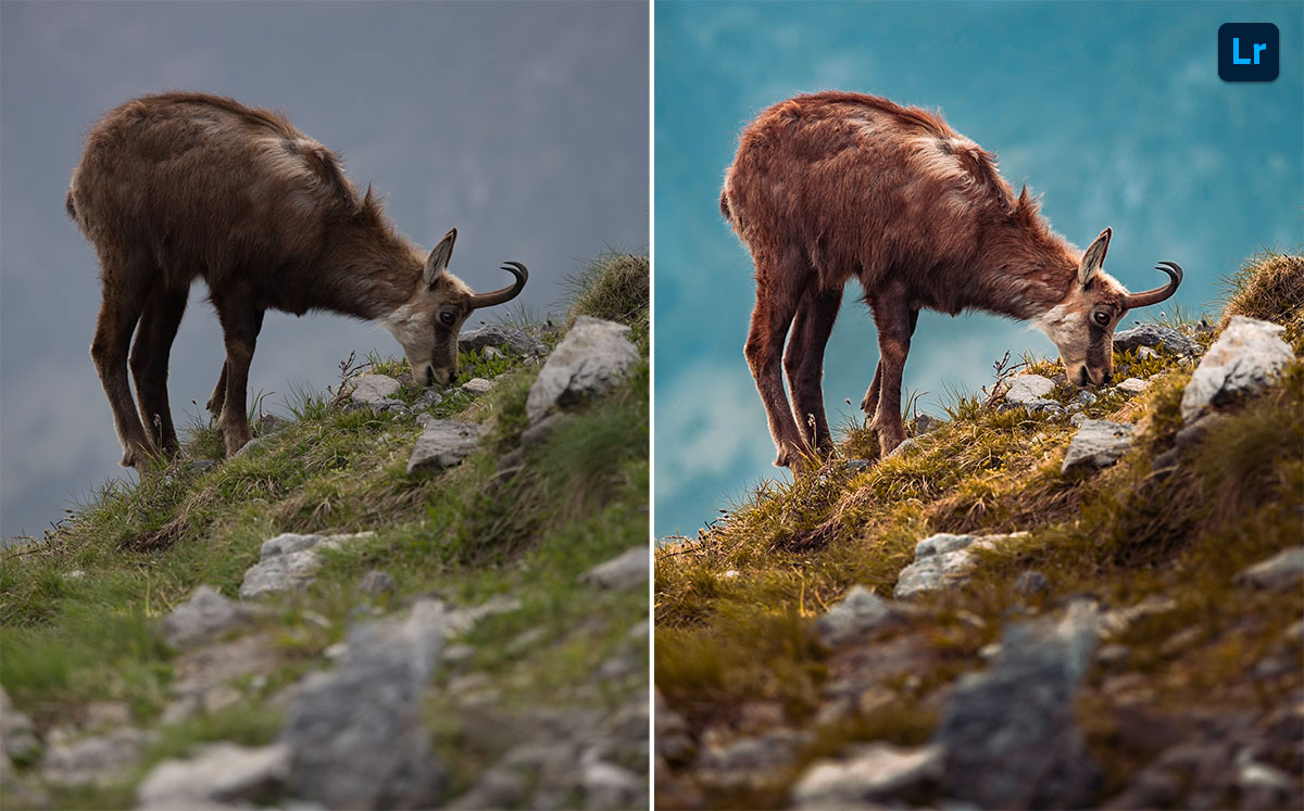 Mountain goat. Mountain goat | Edit | Photoshop Lightroom
