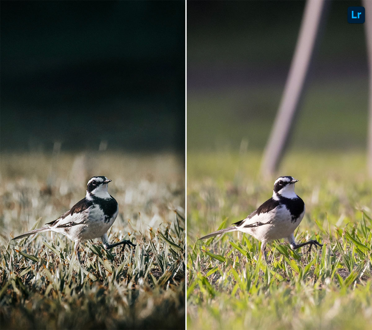 African Pied Wagtail | Edit | Photoshop Lightroom