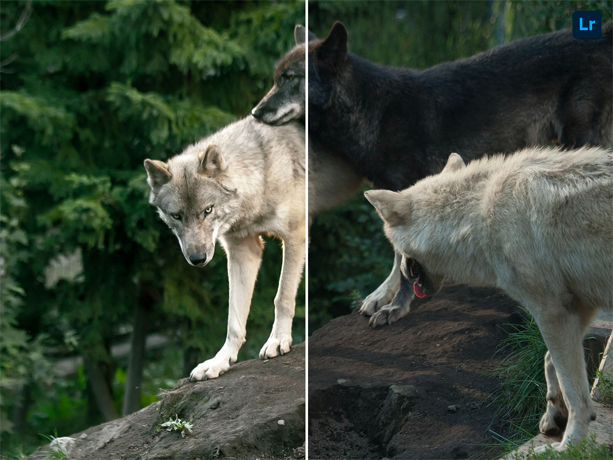 Wolf | Edit | Photoshop Lightroom