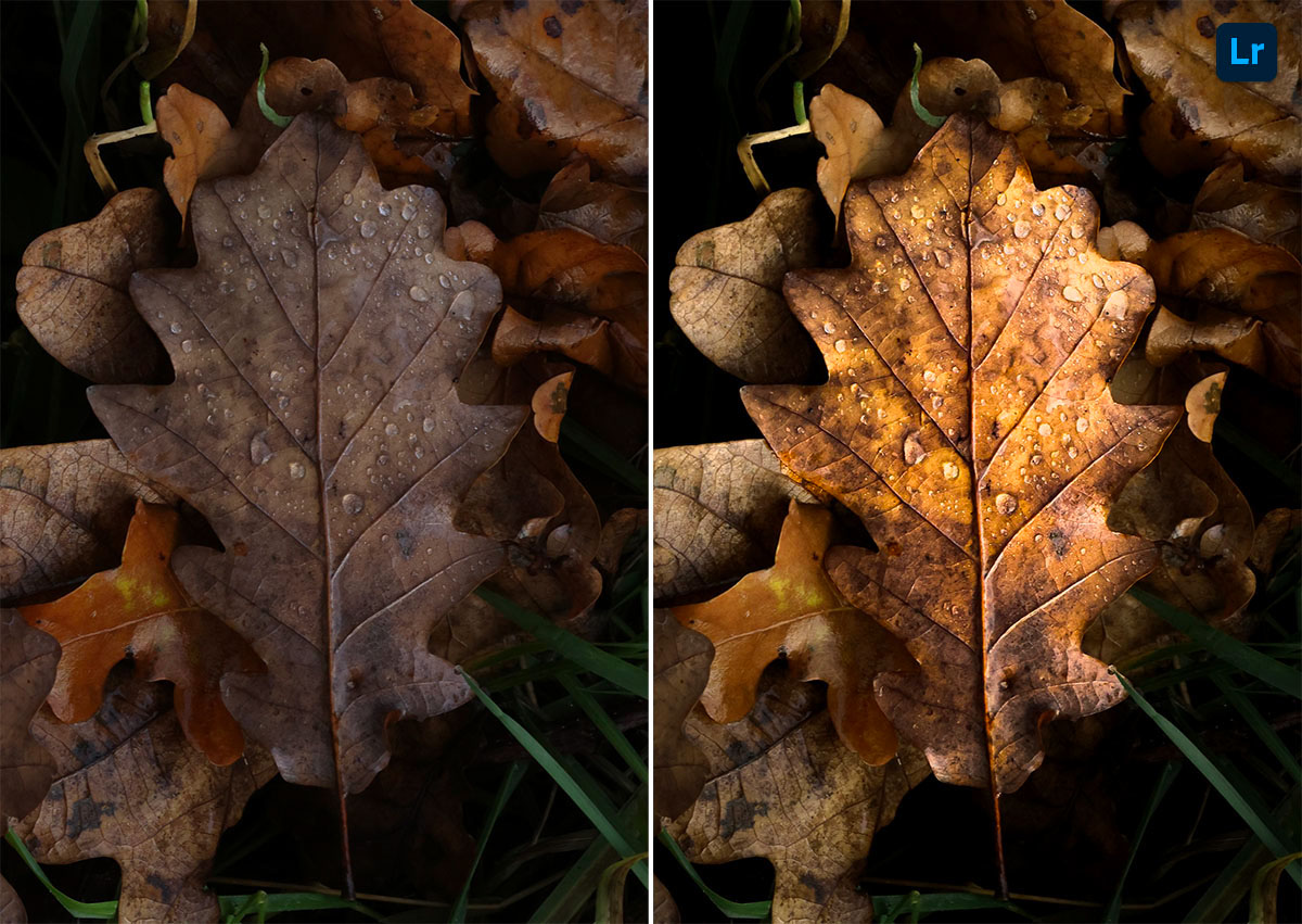 Leaves atumn | Edit | Photoshop Lightroom