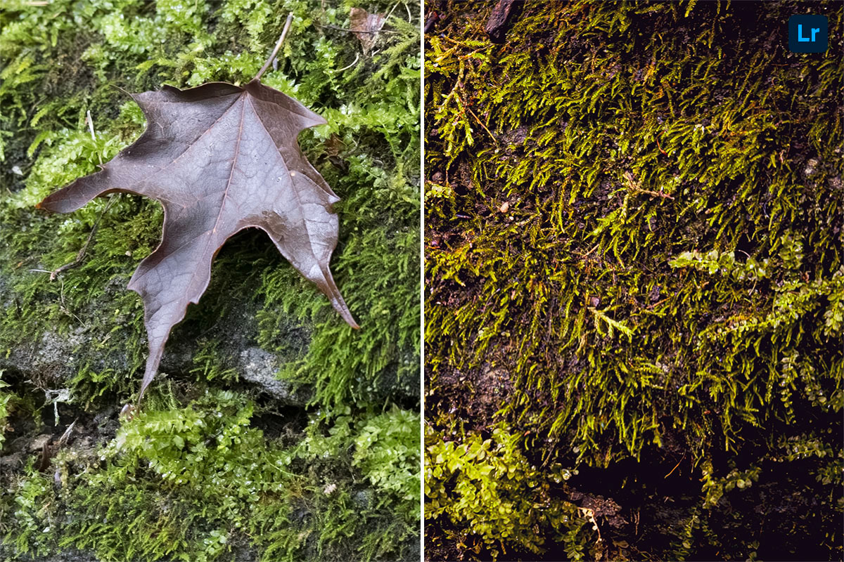 Nature's Saturation | Edit | Photoshop Lightroom