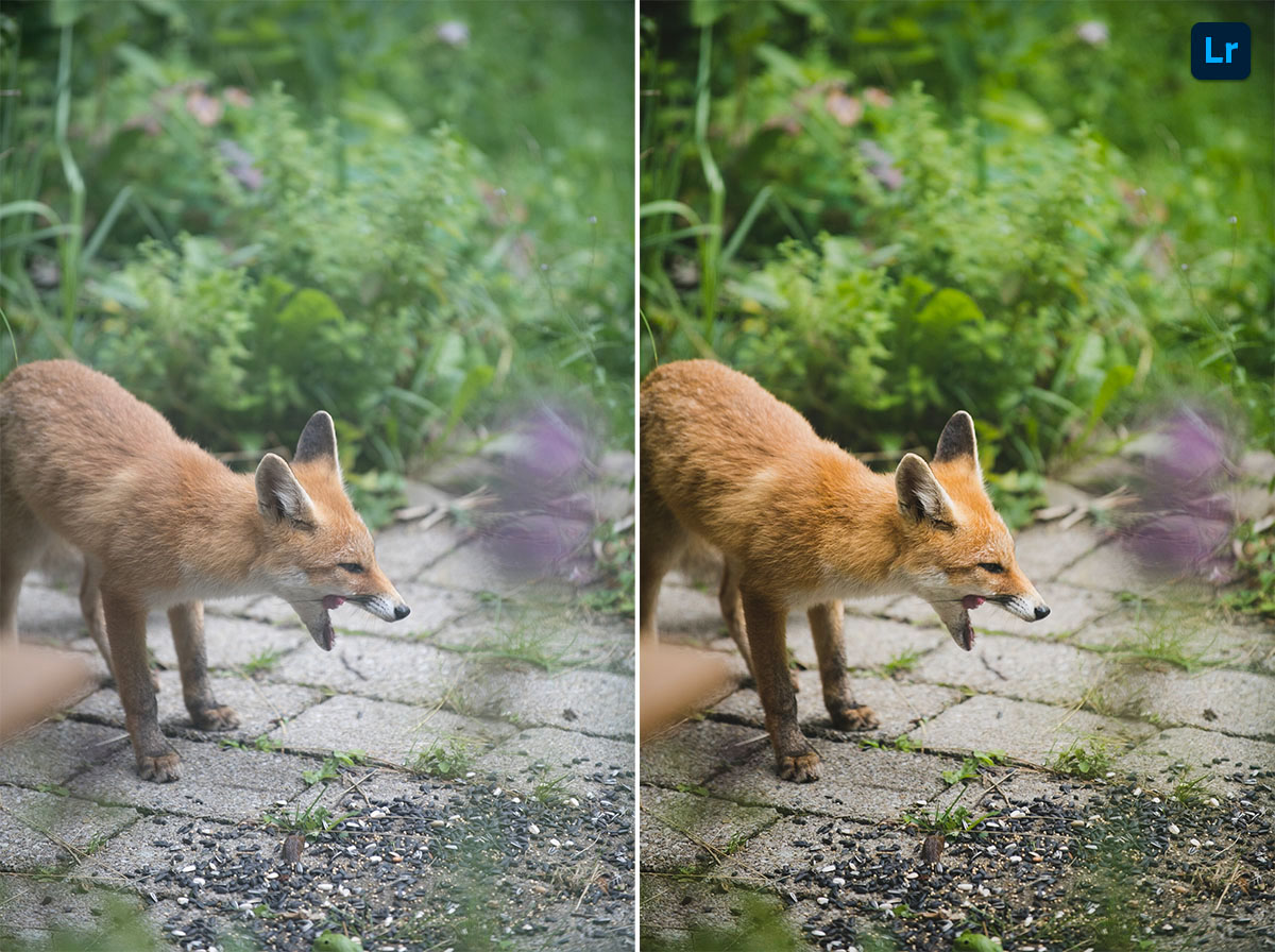Fox pt. 4 | Edit | Photoshop Lightroom