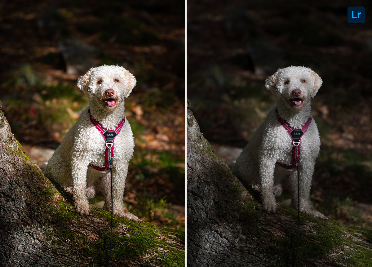my best friend | Edit | Photoshop Lightroom