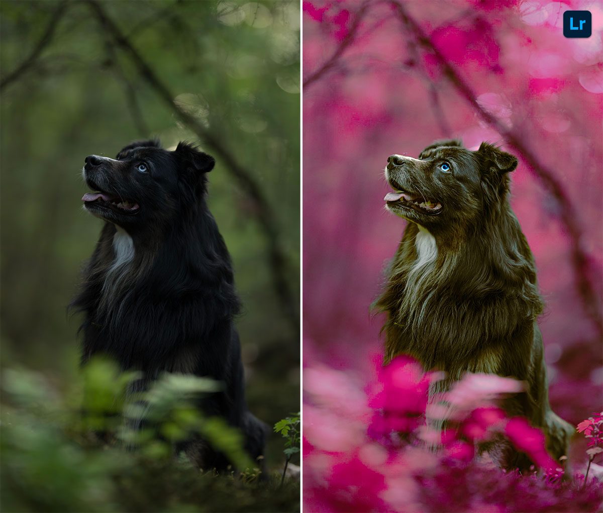 Whispering Canopy | Remix | Photoshop Lightroom