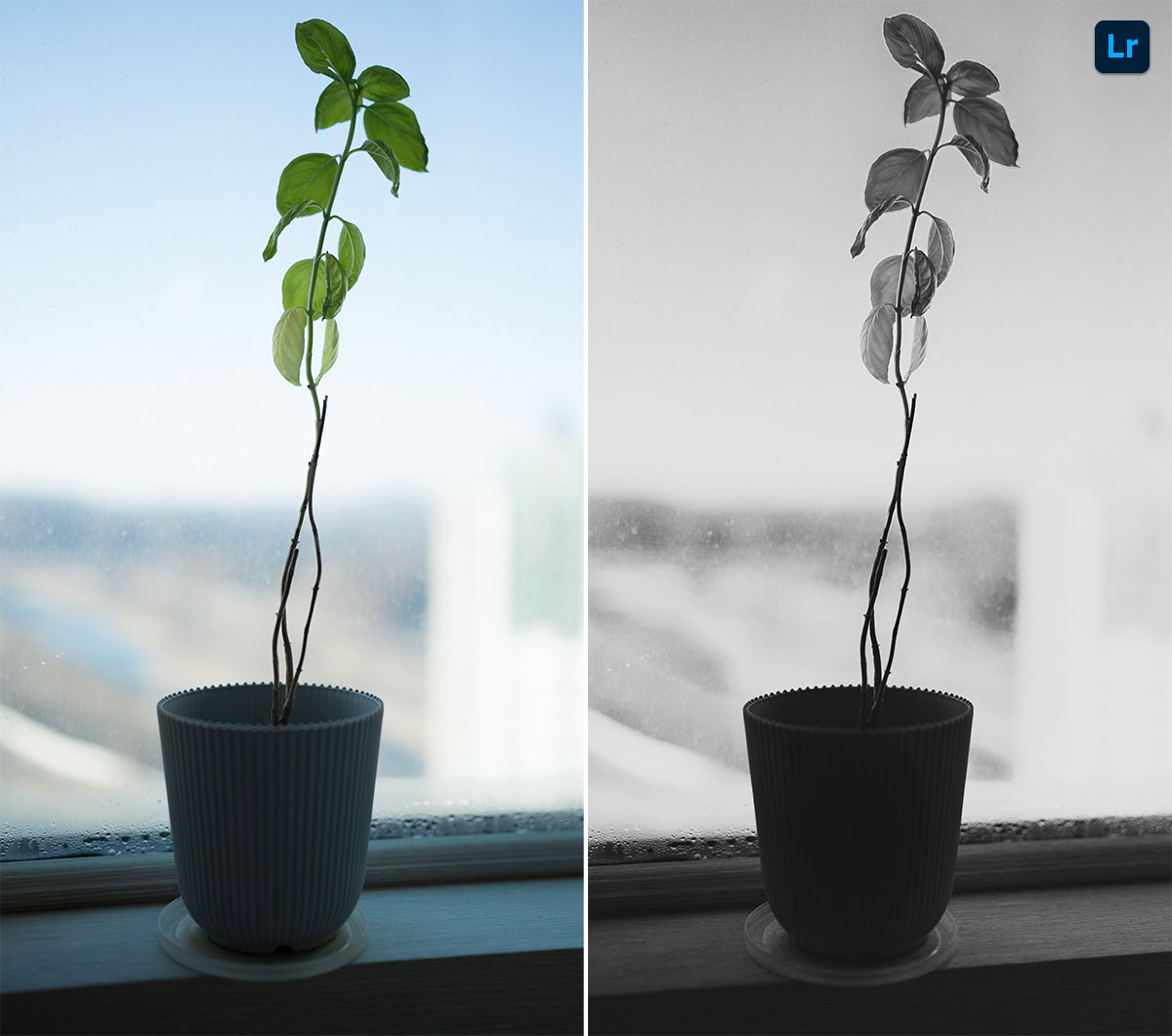 What makes a living | Edit | Photoshop Lightroom