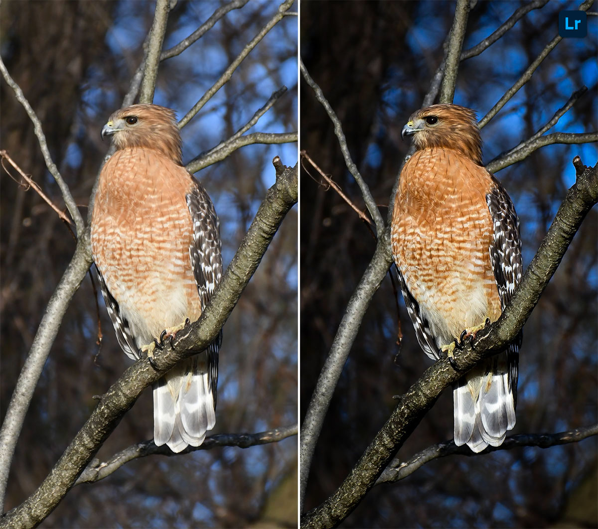 Red Shouldered Hawk | Edit | Photoshop Lightroom
