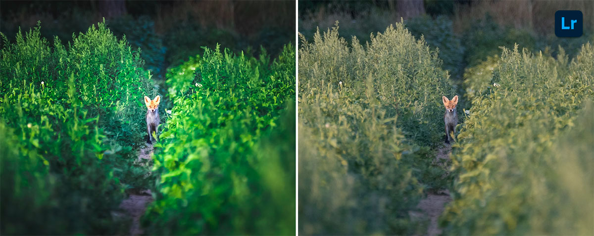 Fox Base | Remix | Photoshop Lightroom
