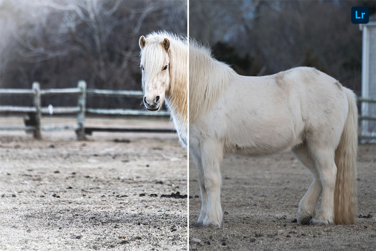 The Great White Horse | Remix | Photoshop Lightroom