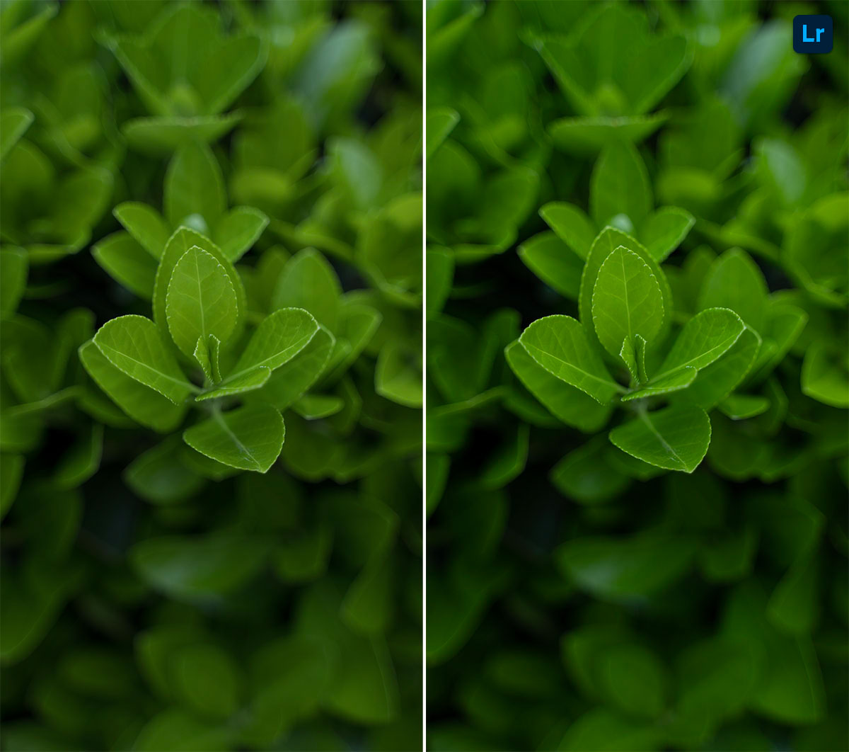 Spring Sprout | Remix | Photoshop Lightroom