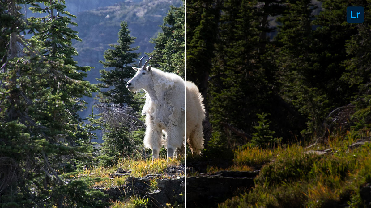 Mountain Goat in Glacier | Edit | Photoshop Lightroom