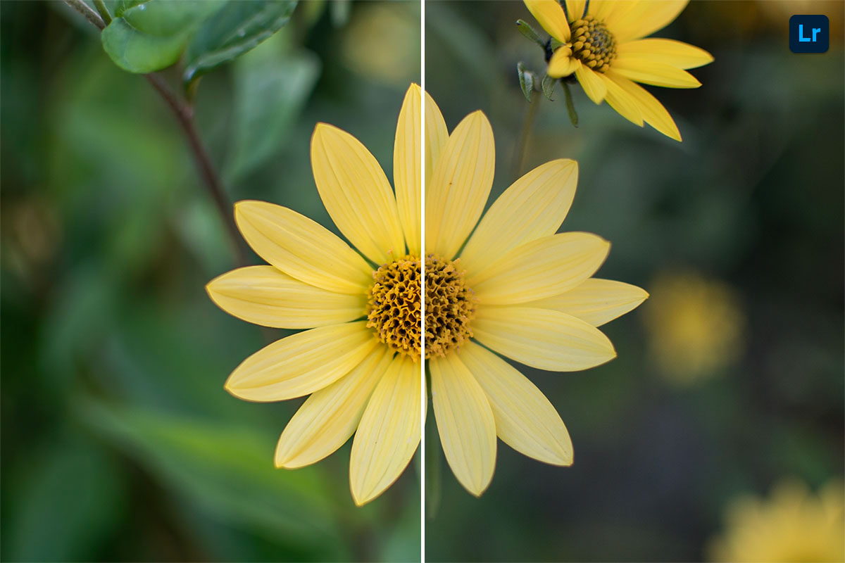 Sunflower | Edit | Photoshop Lightroom