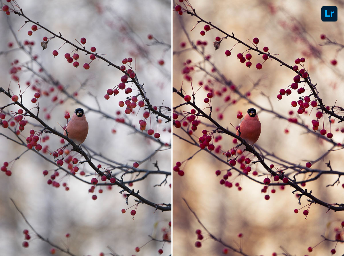 Bird | Remix | Photoshop Lightroom